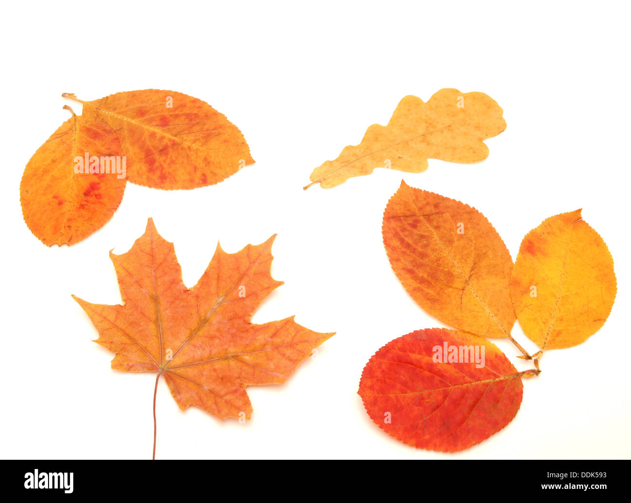 Multi-colored leaves on a white background Stock Photo - Alamy
