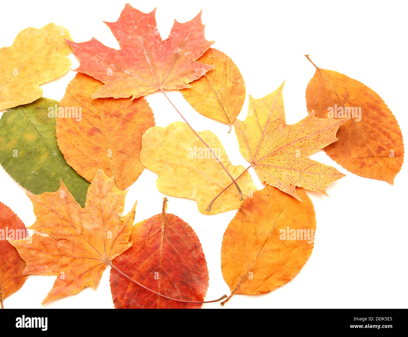 Multi-colored leaves on a white background Stock Photo - Alamy