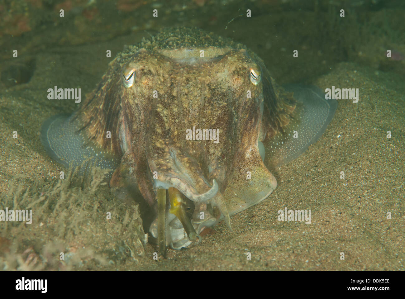 Cuttlefish Eating