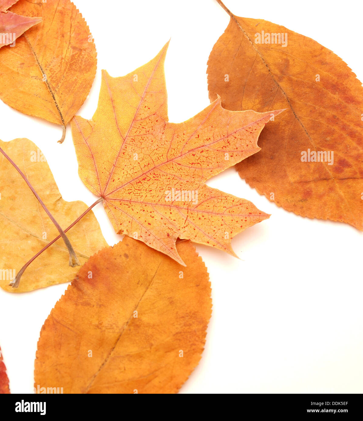 Multi-colored leaves on a white background Stock Photo - Alamy