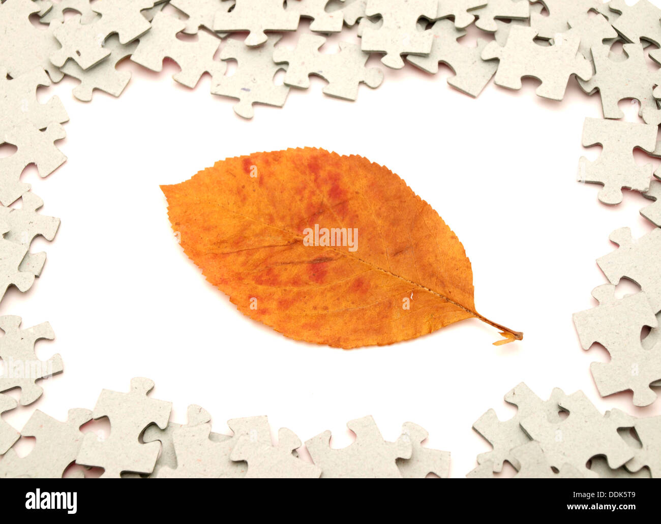 Puzzle and leaves on a white background Stock Photo - Alamy