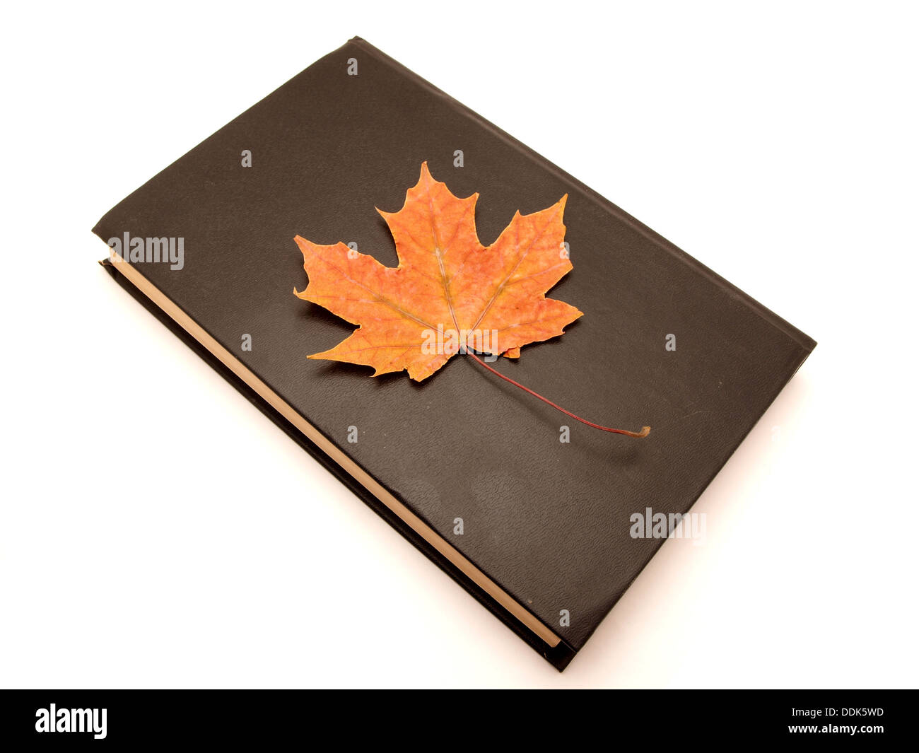 The book and maple leaves on a white background Stock Photo - Alamy