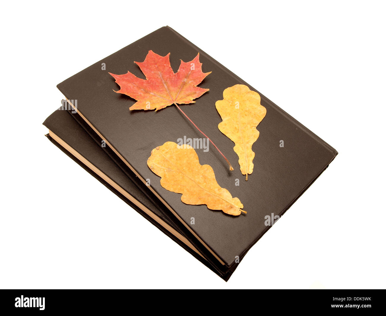 Maple tree leaf book Cut Out Stock Images & Pictures - Alamy