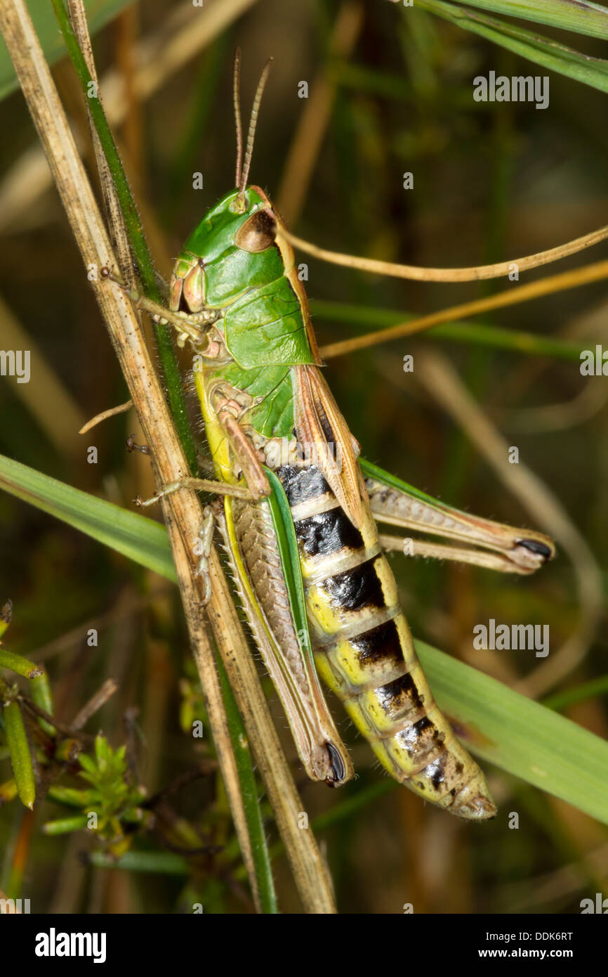 Grasshopper. Omocestus viridulus (Acrididae Stock Photo - Alamy