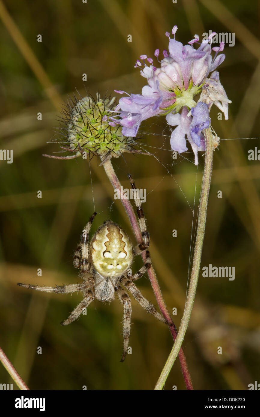 Orb Web Spider. Araneus quadratus (Araneidae Stock Photo - Alamy