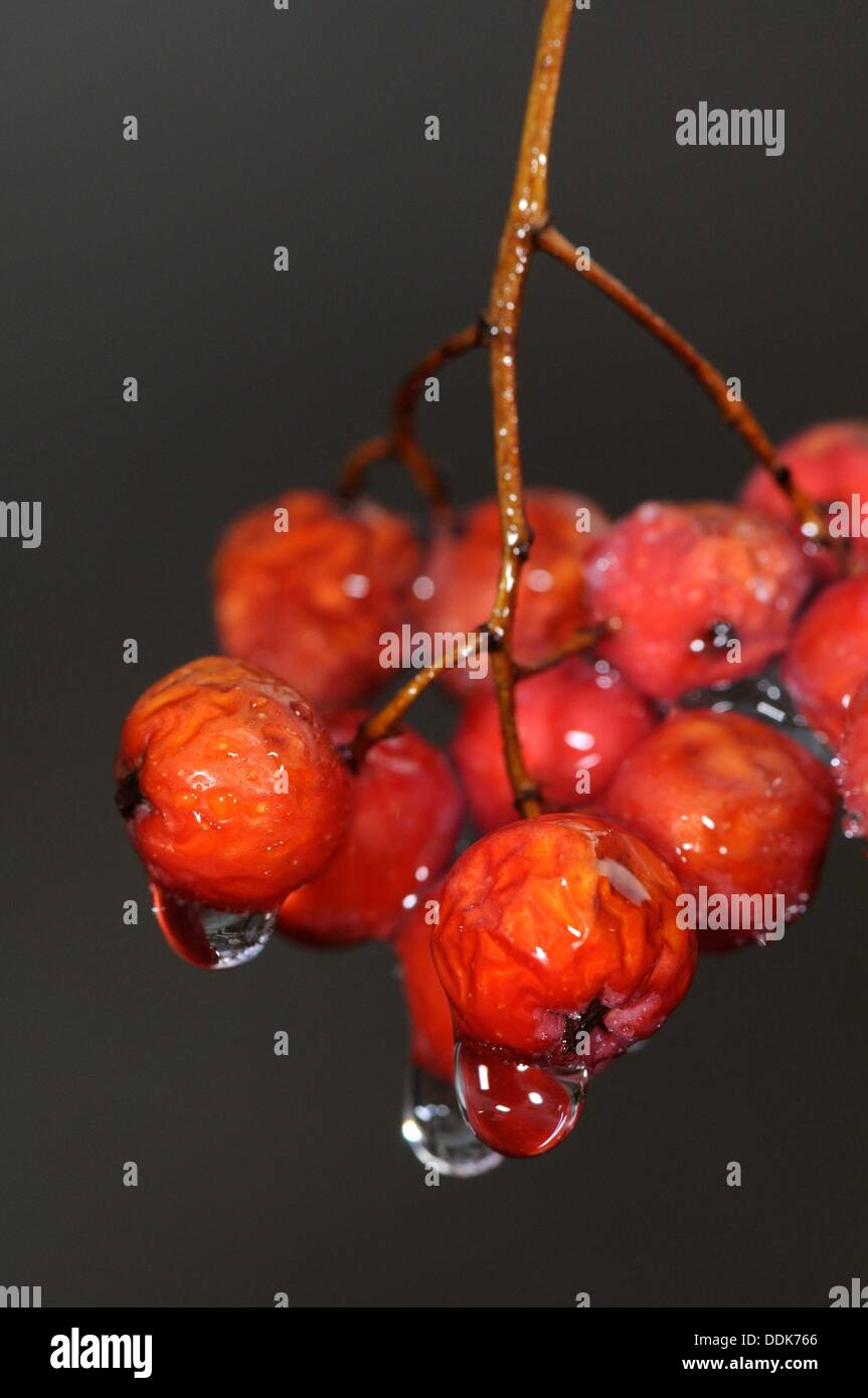 Fruits of Red elder (Sambucus racemosa). Osseja, Languedoc-Roussillon ...