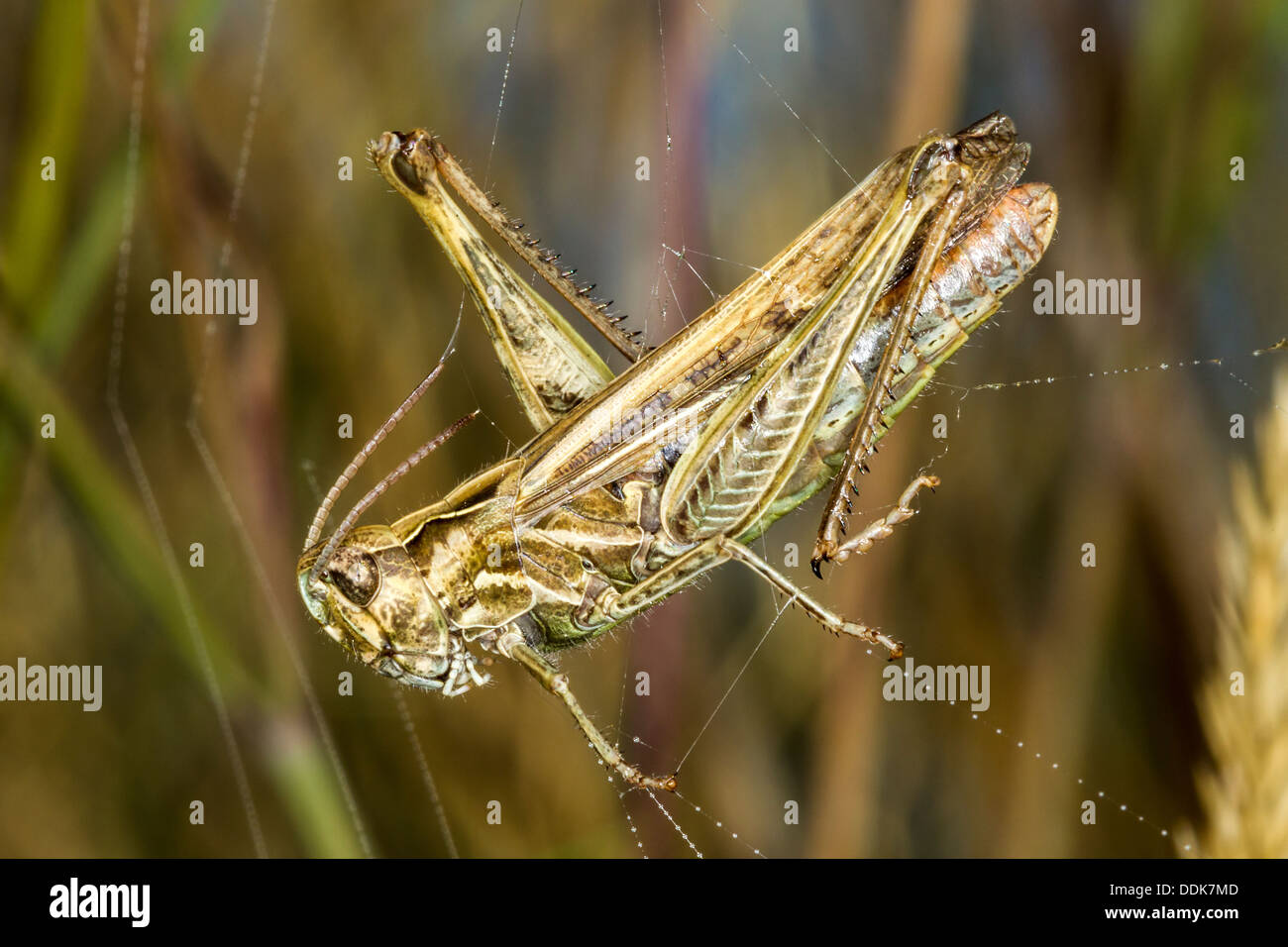 Grasshopper. Omocestus viridulus (Acrididae) caught in a spiders web ...