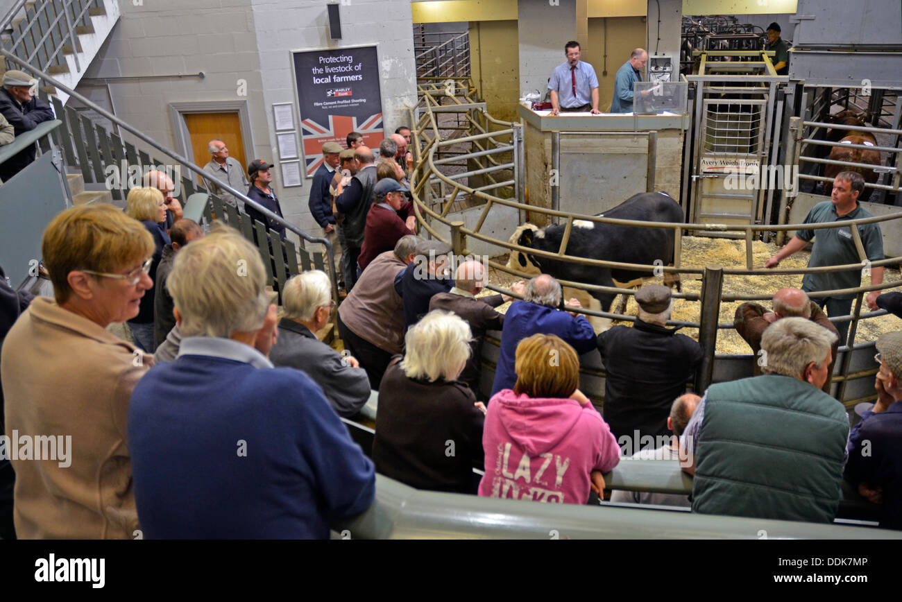 Cattle auction hi-res stock photography and images - Alamy