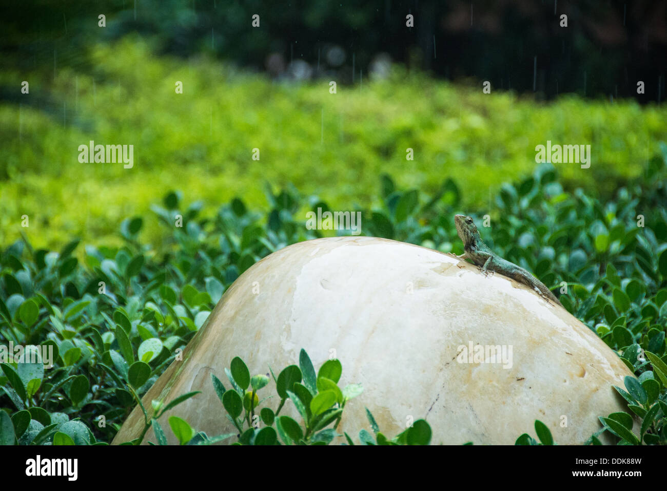 A lizard sunning its self on a rock after raing Stock Photo - Alamy