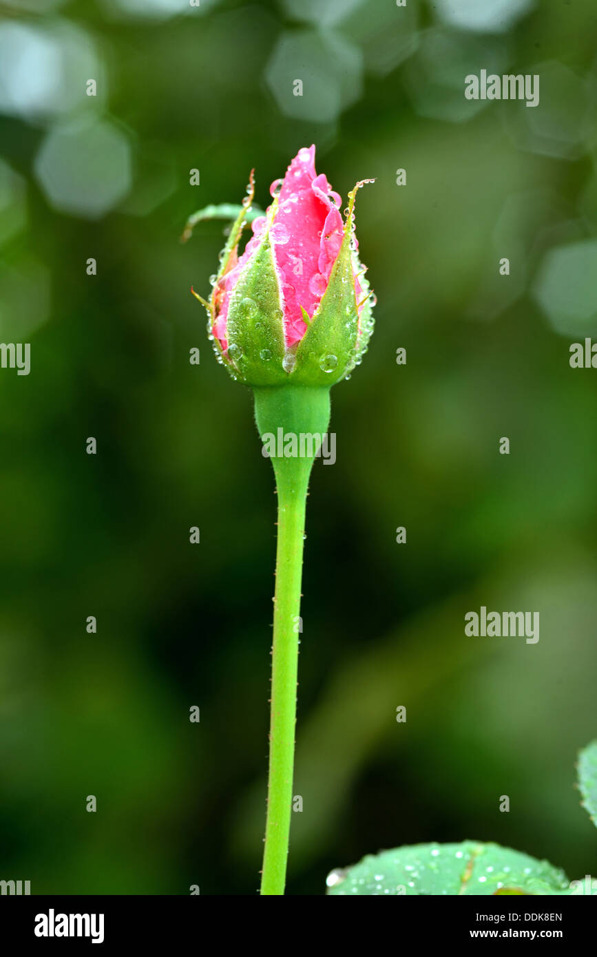 Three roses water drops macro hi-res stock photography and images - Alamy