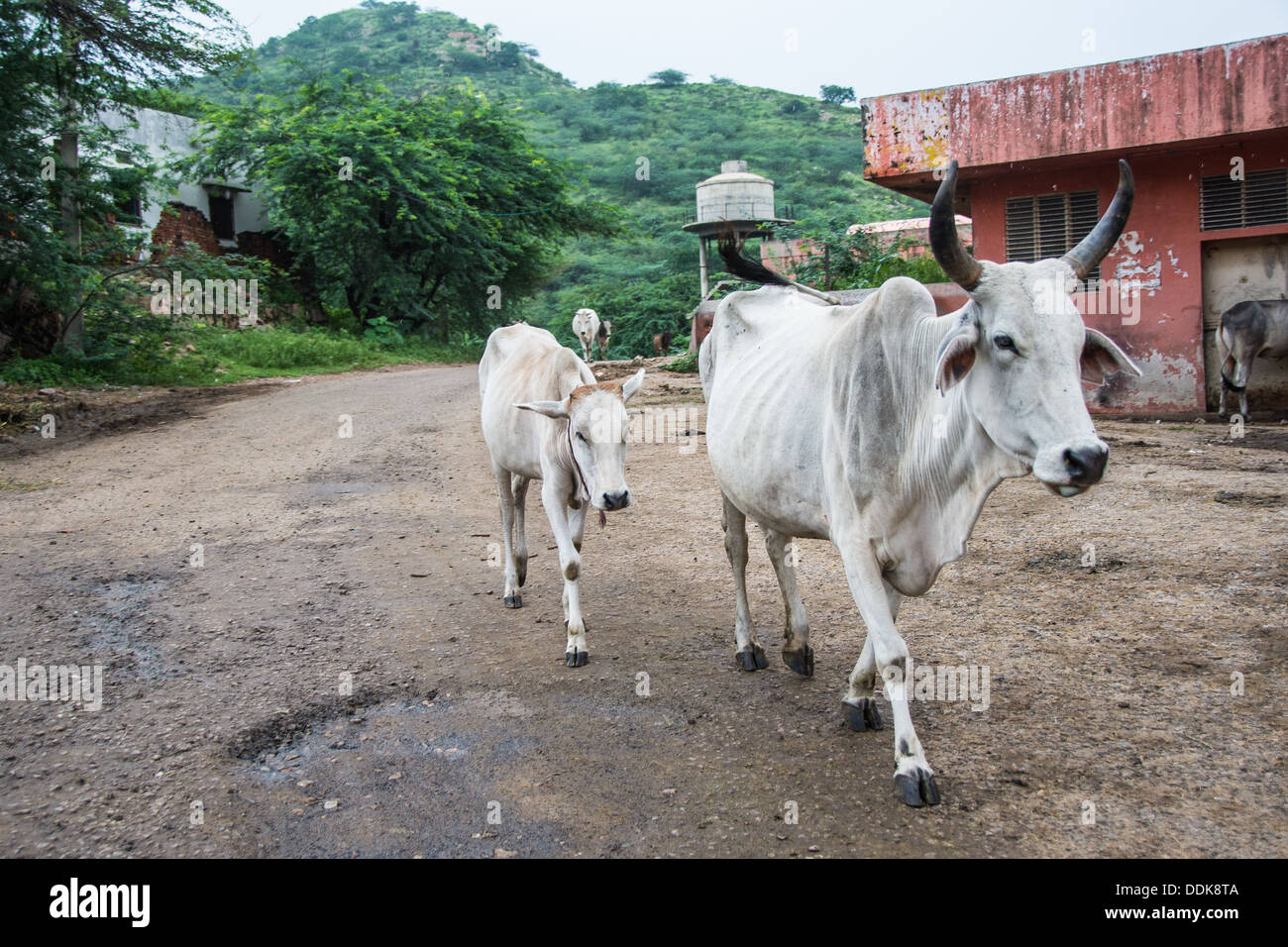 2 white cows Stock Photo - Alamy