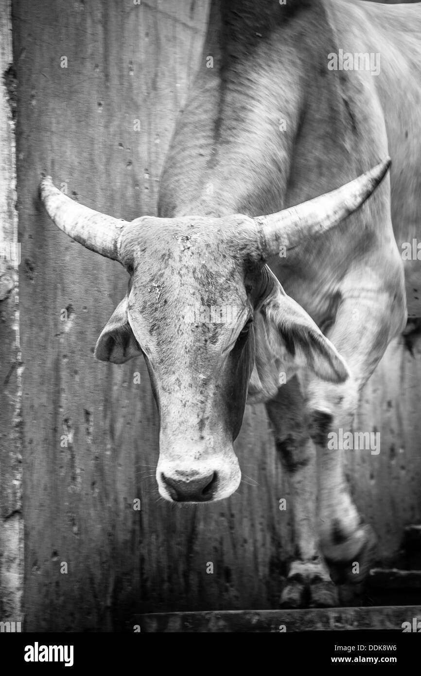 Holy cow at Monkey Temple Stock Photo - Alamy