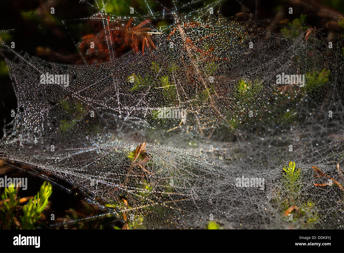 A heavy dew in the cold early morning air reflects from spider webs ...