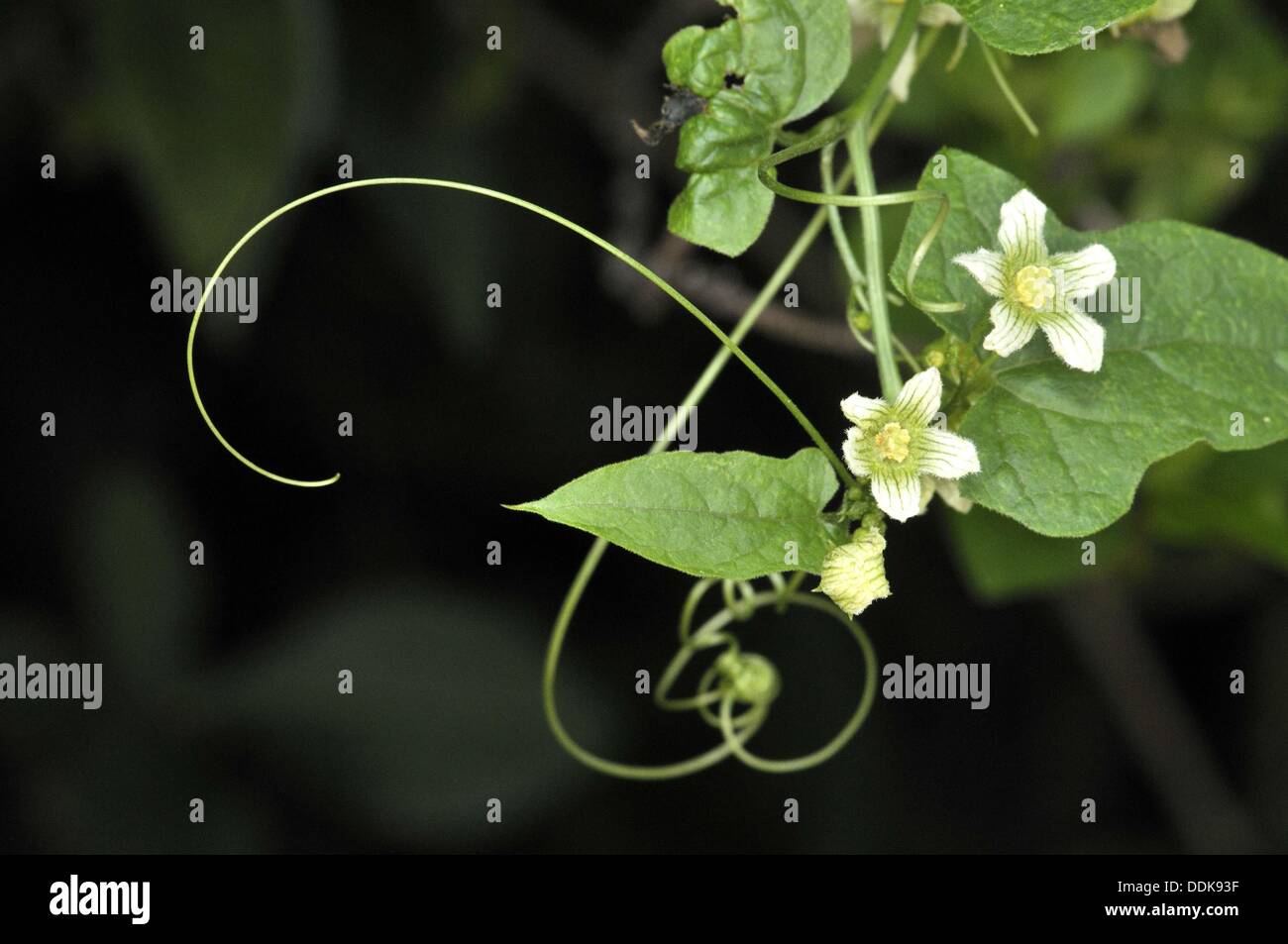 Plant climbing stem bryonia dioica hi-res stock photography and images ...