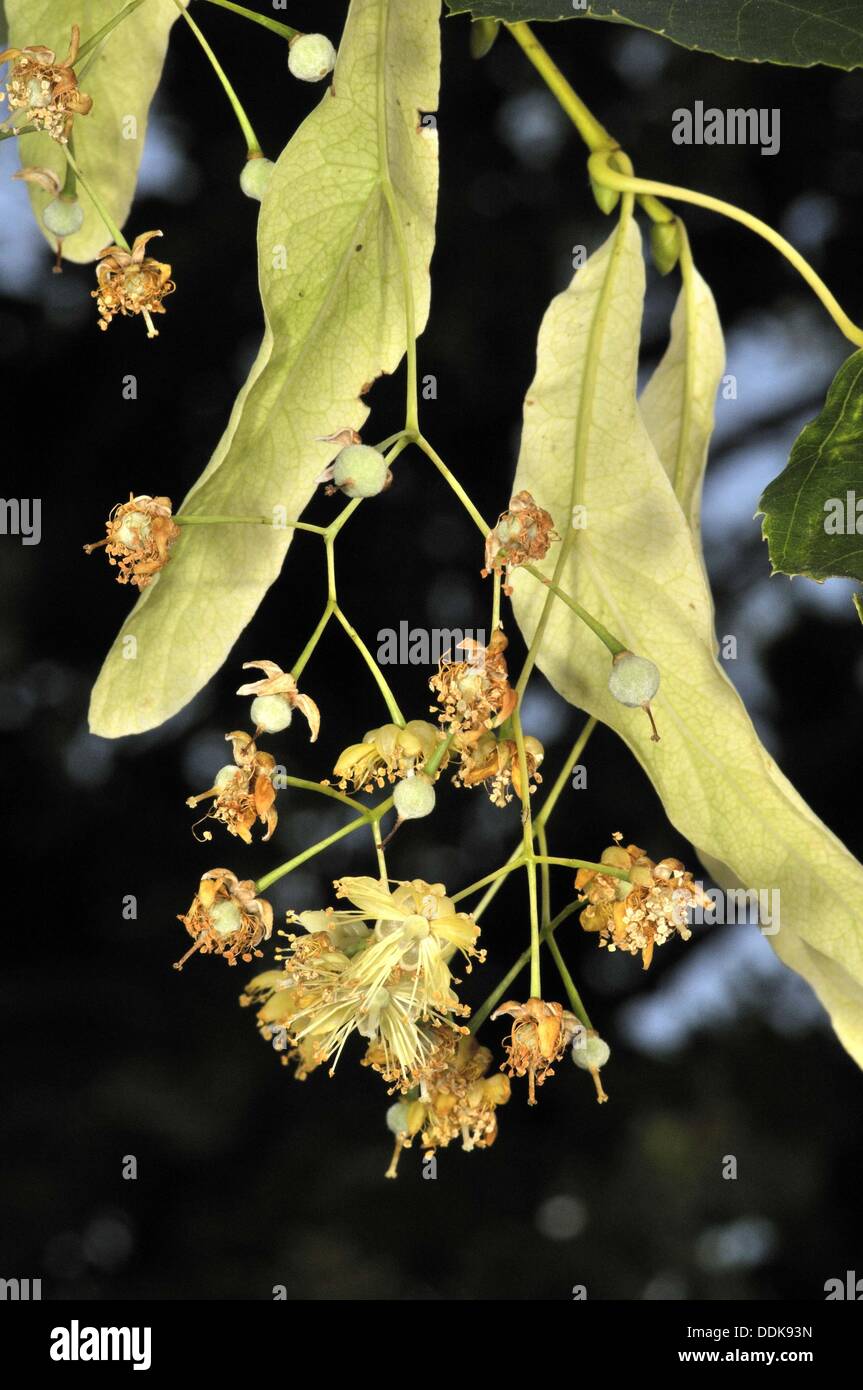 Malvaceae detail hi-res stock photography and images - Alamy