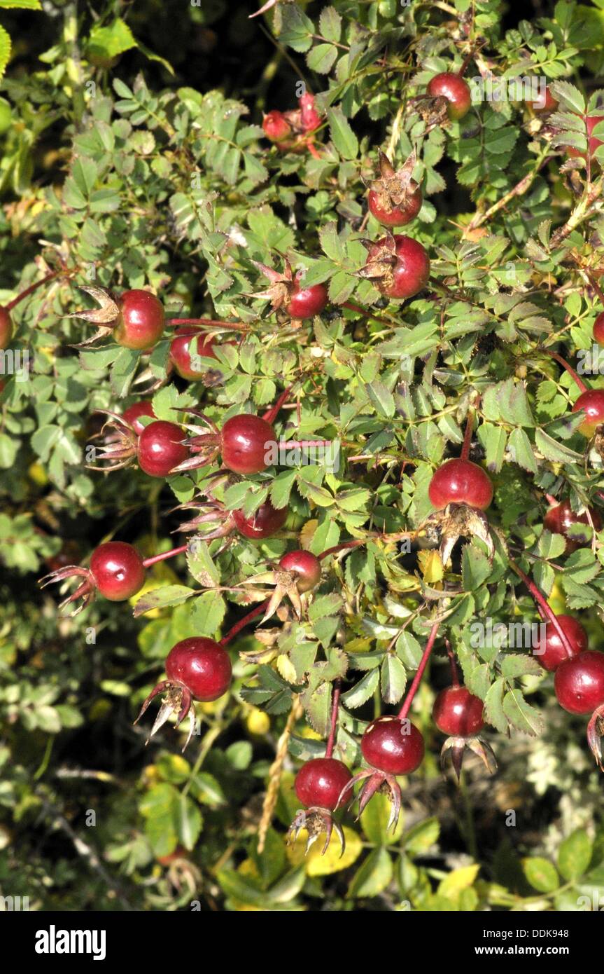 Rosa rosa sp hi-res stock photography and images - Alamy