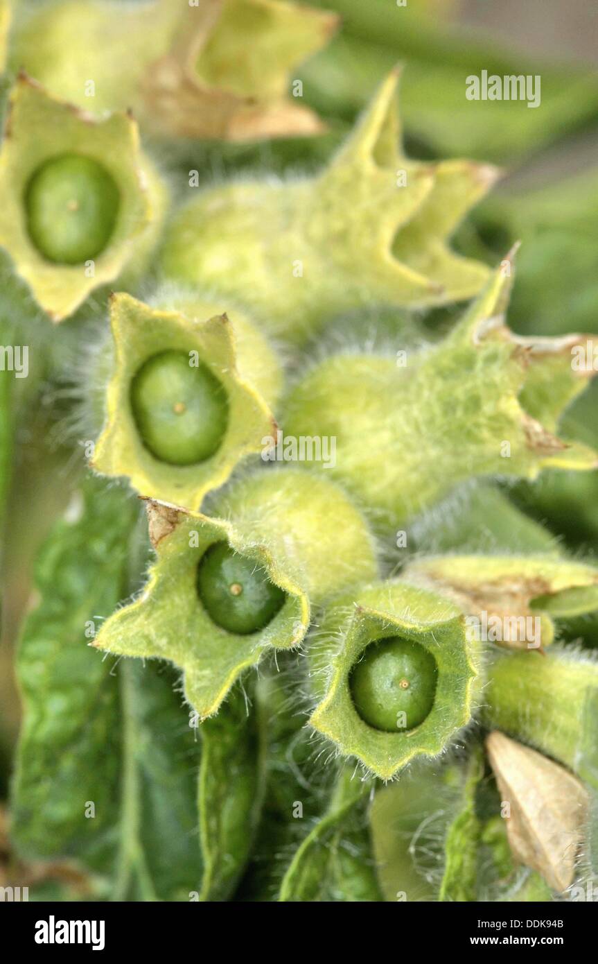 Henbane hyoscyamus niger fruit hi-res stock photography and images - Alamy