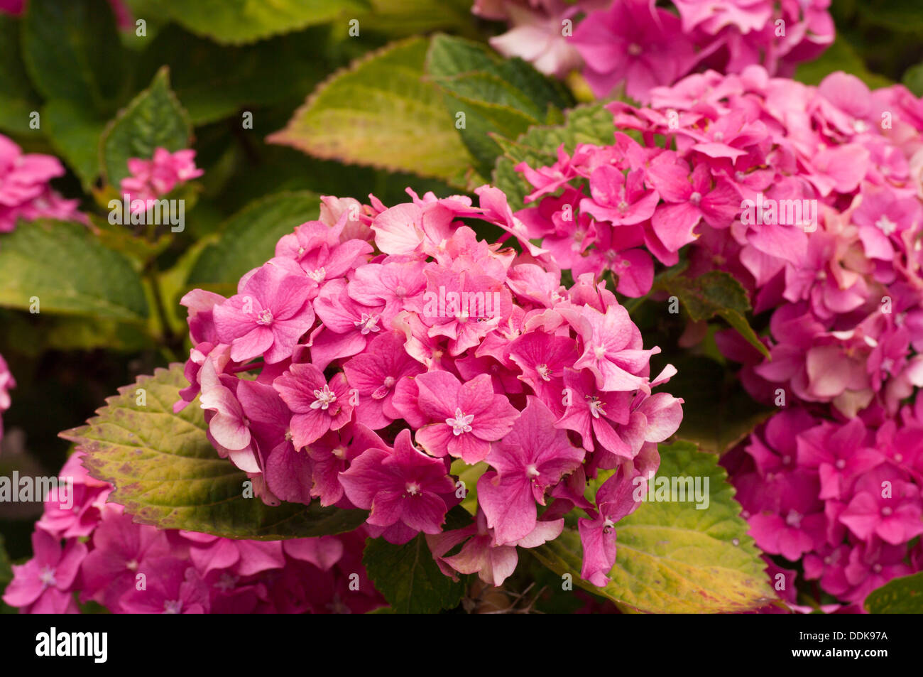Pink hydrangea shrubs hi-res stock photography and images - Alamy