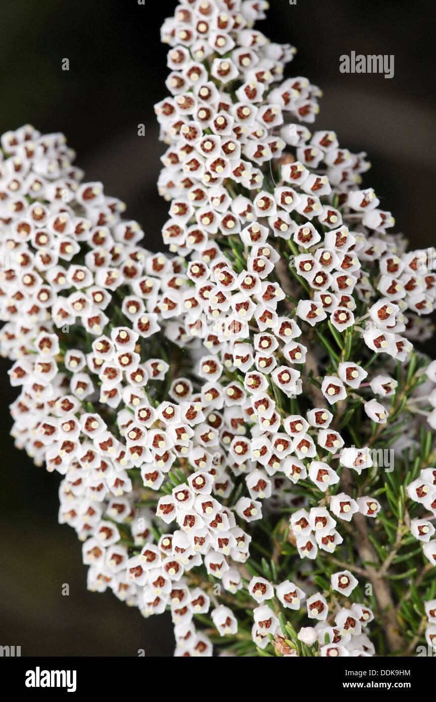 Family ericaceae hi-res stock photography and images - Alamy