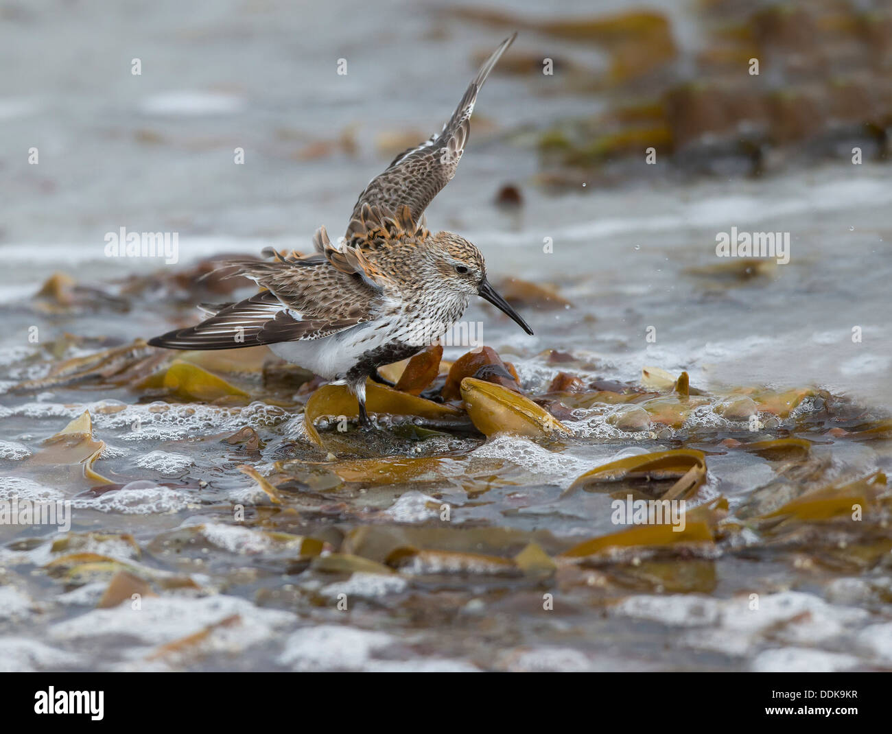 Dunlin wave hopping on Stinky Beach Benbeculla Outer Hebrides Stock ...