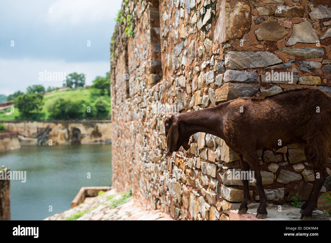 Goat looking round corner Stock Photo - Alamy