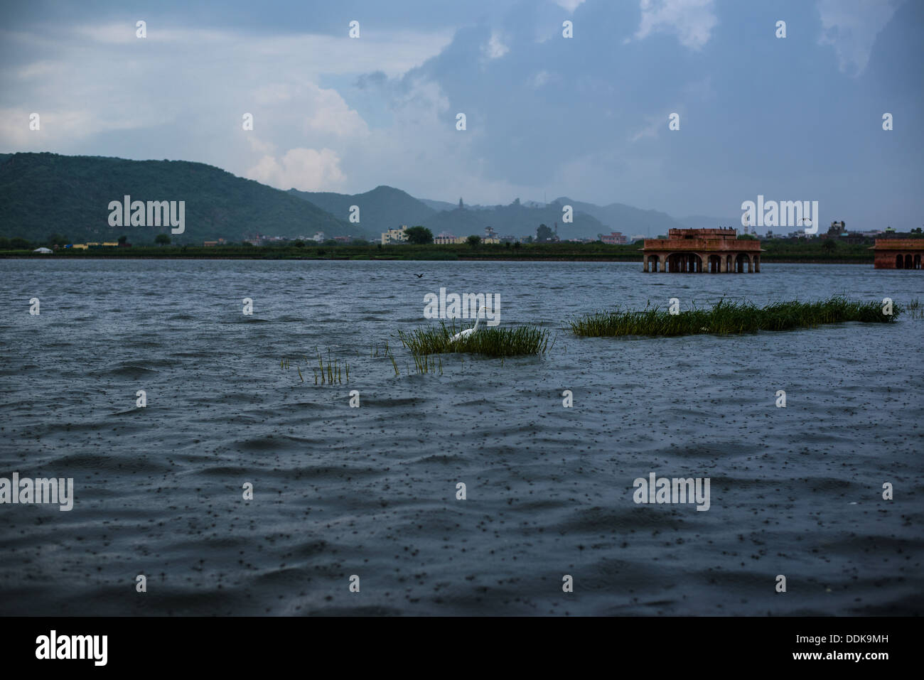 White Ibis in Man Sagar Lake Stock Photo - Alamy