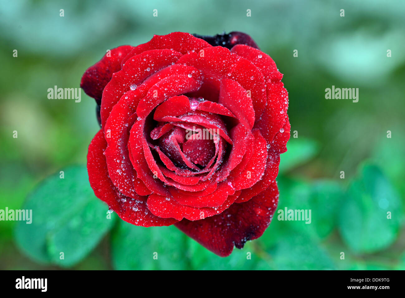 Branch of roses hi-res stock photography and images - Alamy