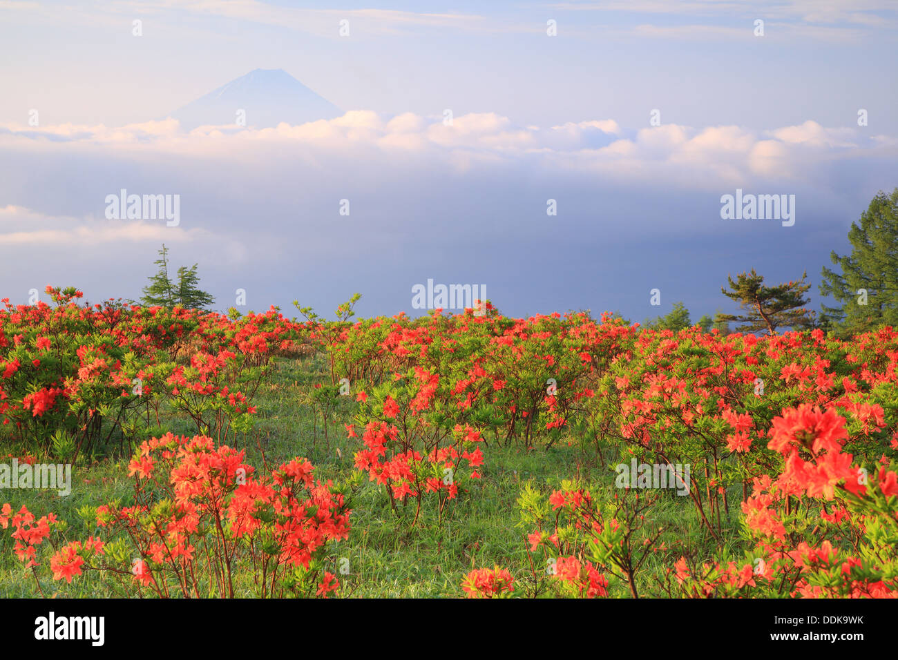 Japanese azalea with Mt. Fuji, Yamanashi, Japan Stock Photo - Alamy