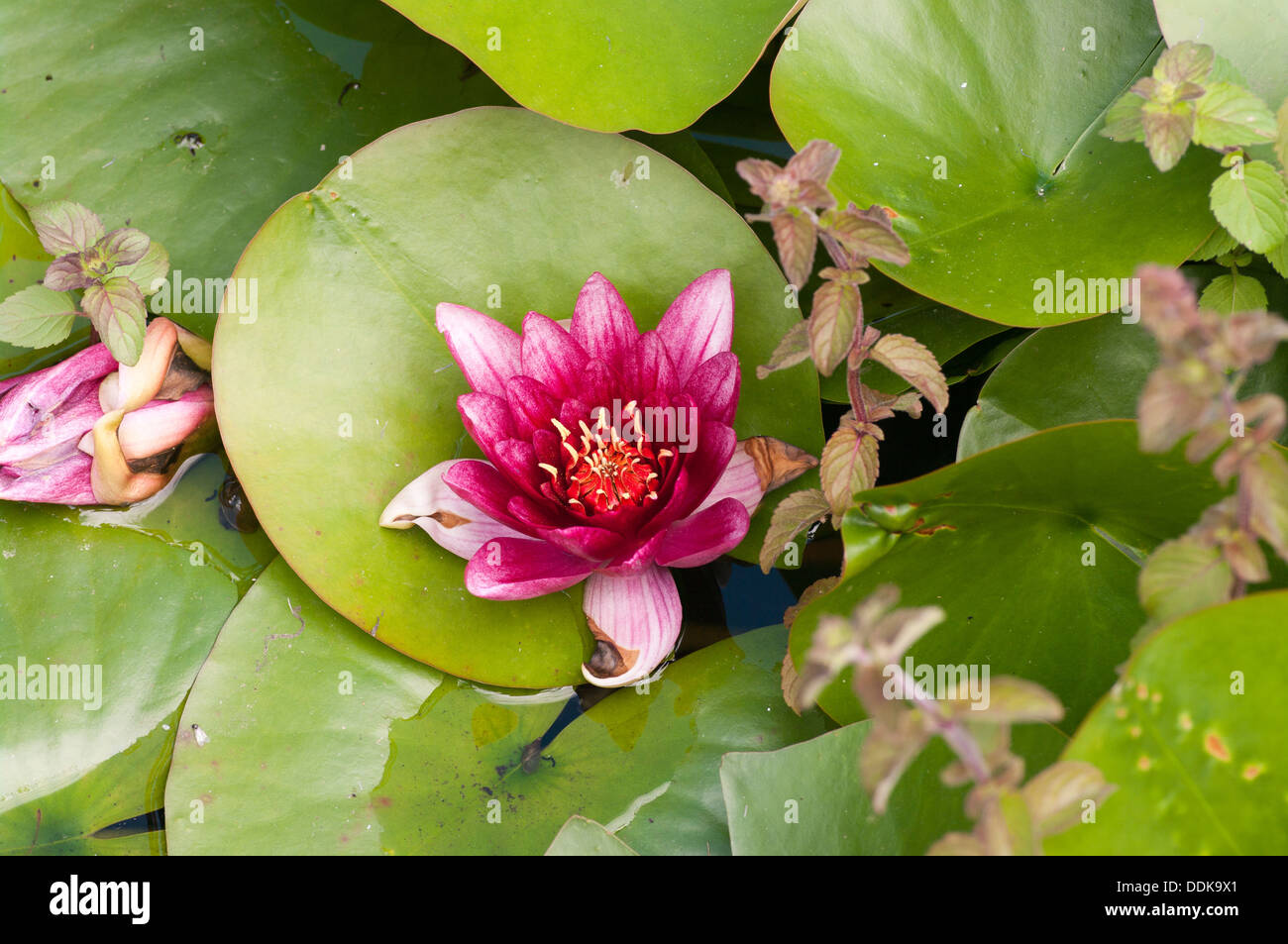 Red water lily hi-res stock photography and images - Alamy