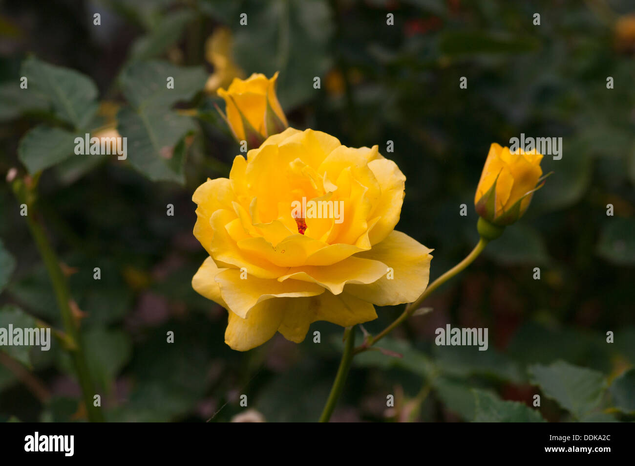 Yellow rose garden hi-res stock photography and images - Alamy