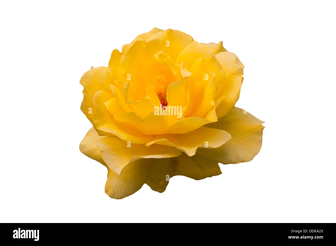 Rose garden Cut Out Stock Images & Pictures - Alamy