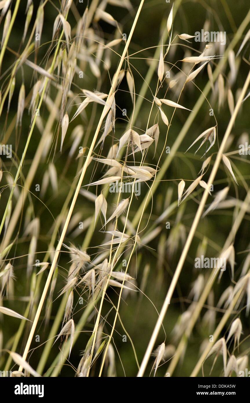 Her Wild Oat High Resolution Stock Photography and Images - Alamy