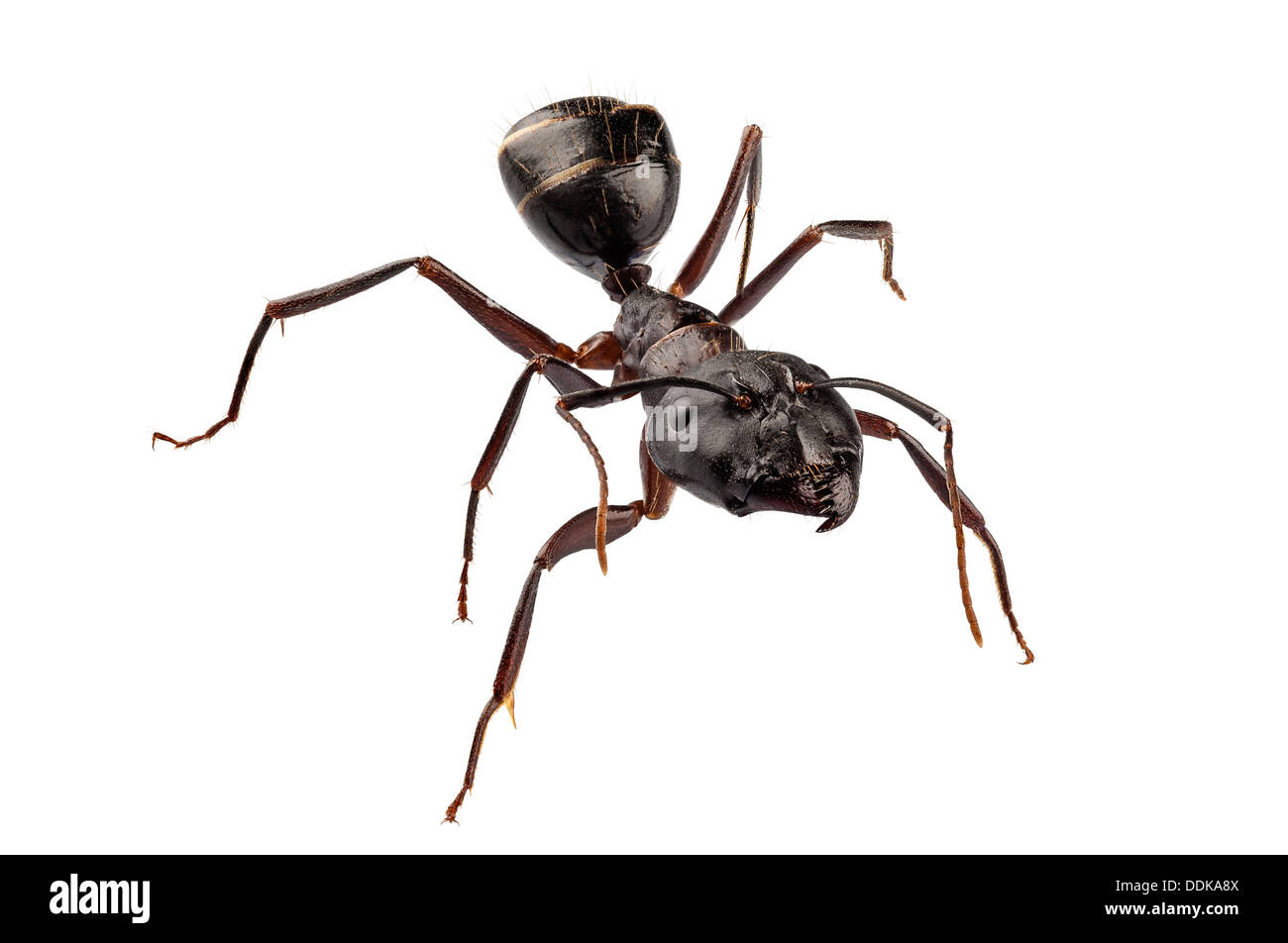 Carpenter Ant species camponotus vagus Stock Photo - Alamy