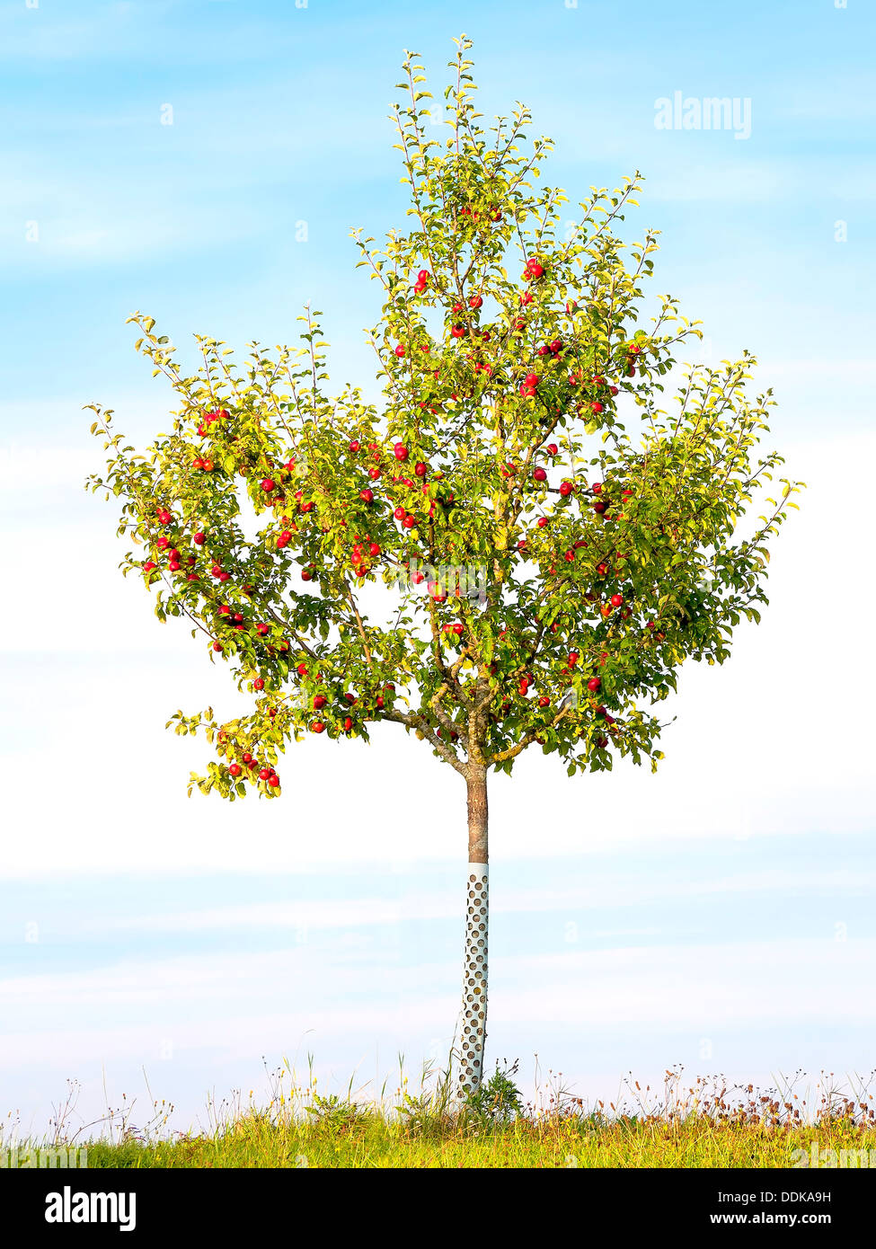 Organic solar cell hi-res stock photography and images - Alamy