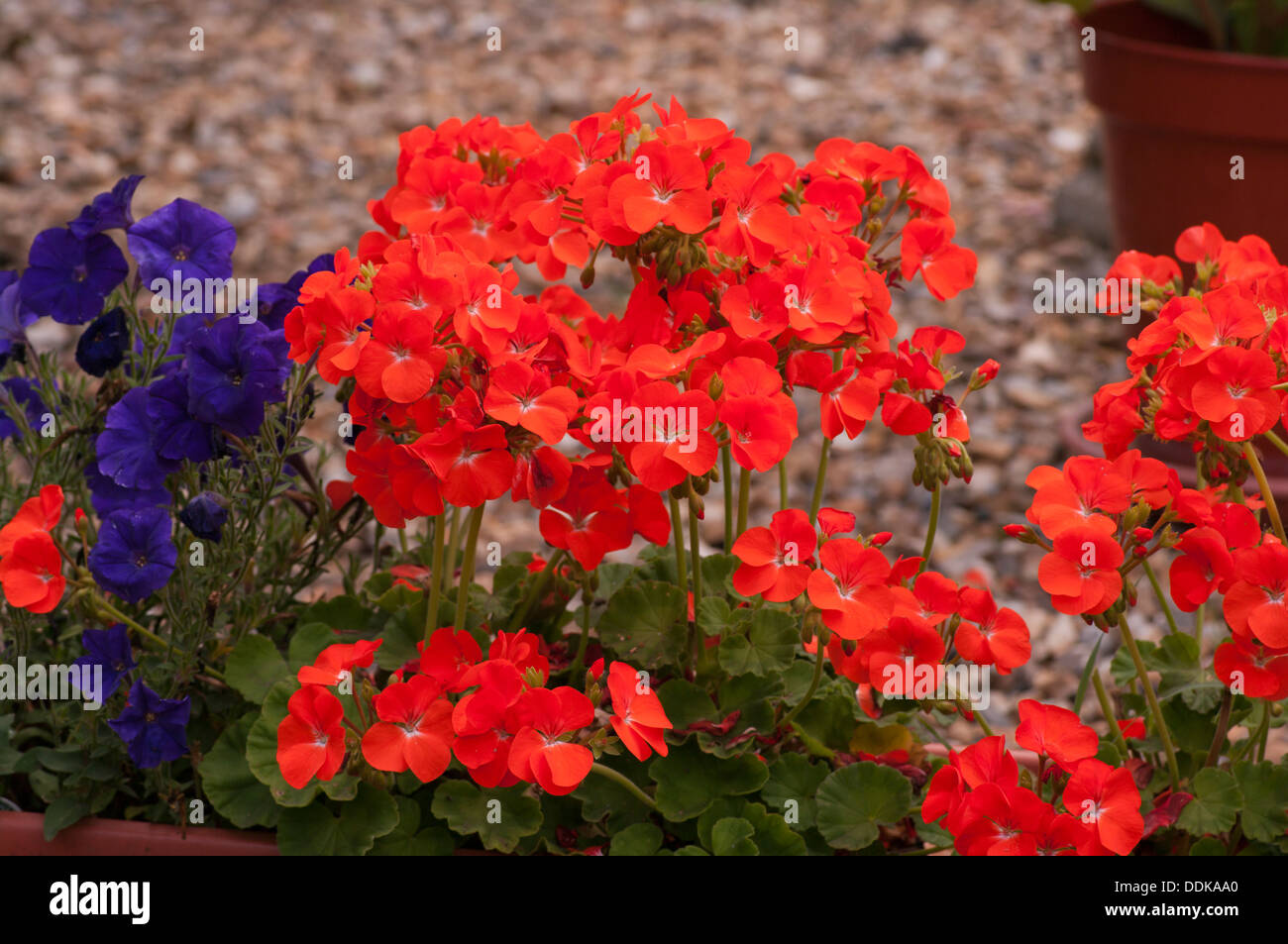 Red garden Geraniums Pelargonium hortorum Stock Photo - Alamy