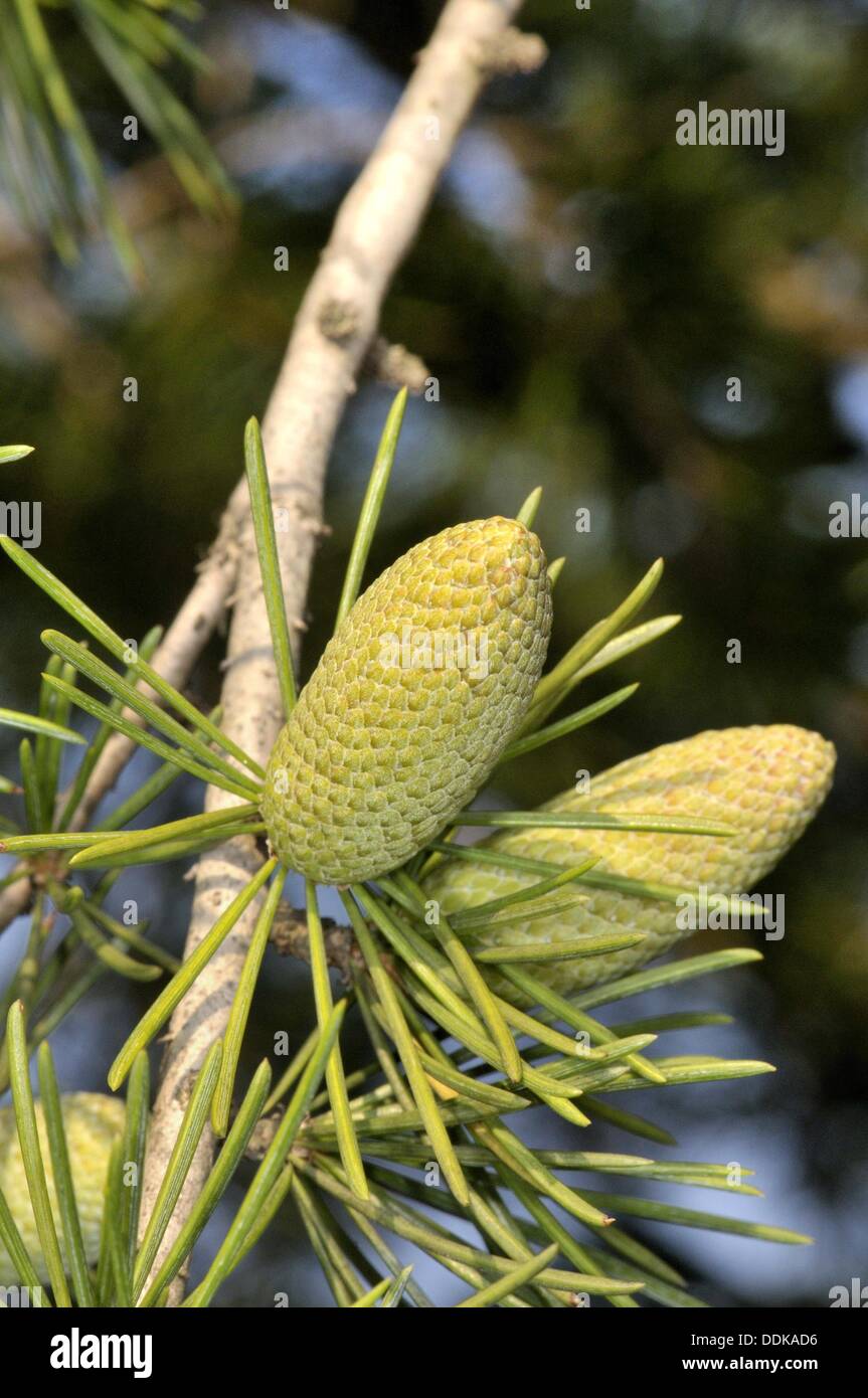 Lebanon cedar cedrus libani hi-res stock photography and images - Alamy