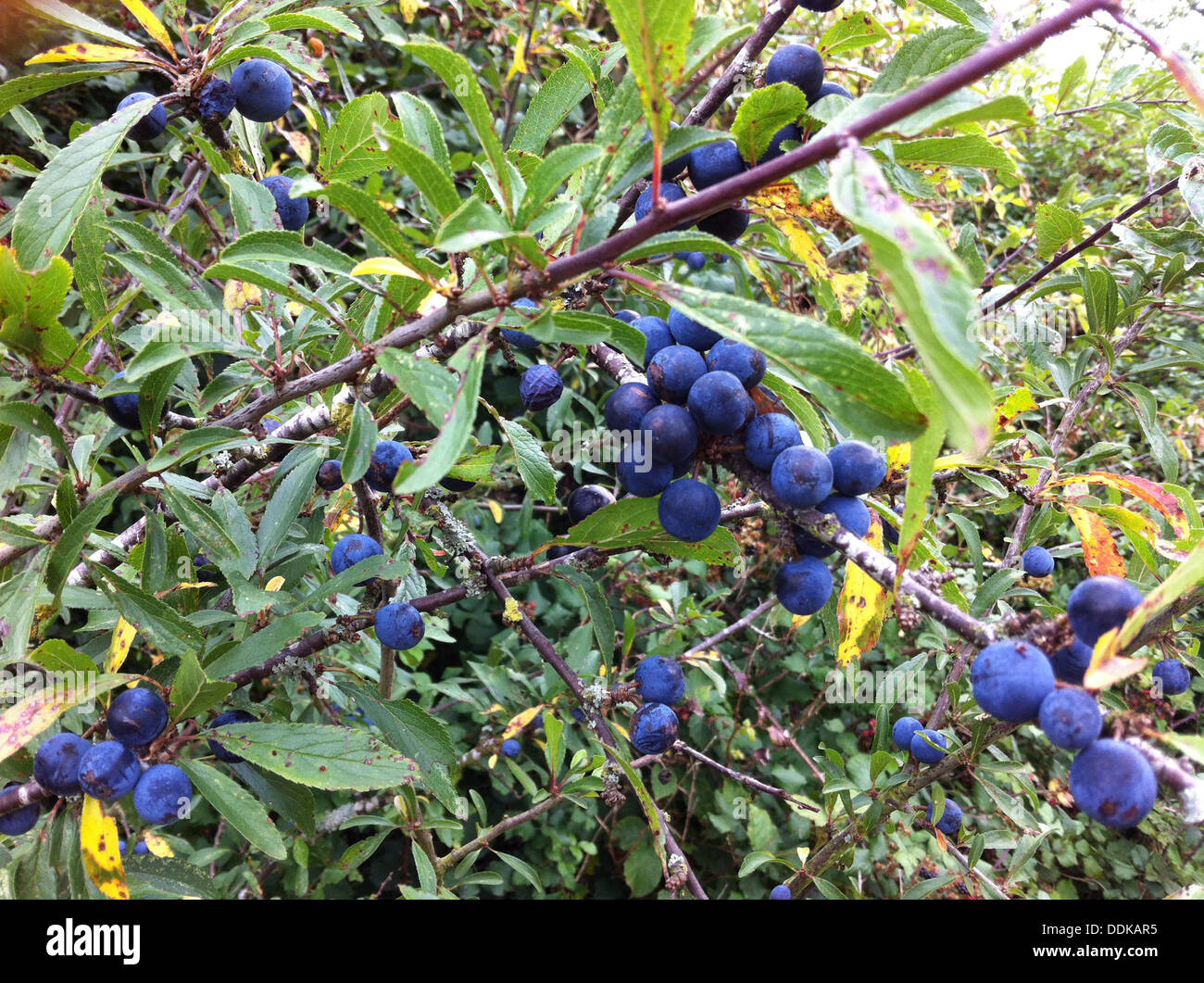 SLOE FRUITS Prunus spinosa (aka Blackthorn). Photo Tony Gale Stock ...