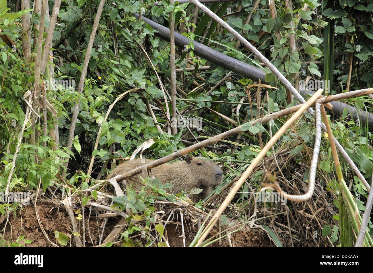 Shape of a pig hi-res stock photography and images - Alamy