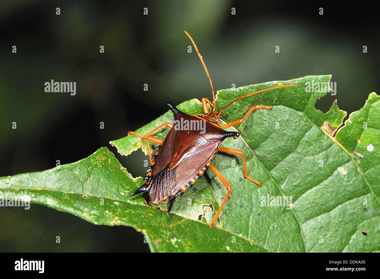 Insects Order High Resolution Stock Photography and Images - Alamy