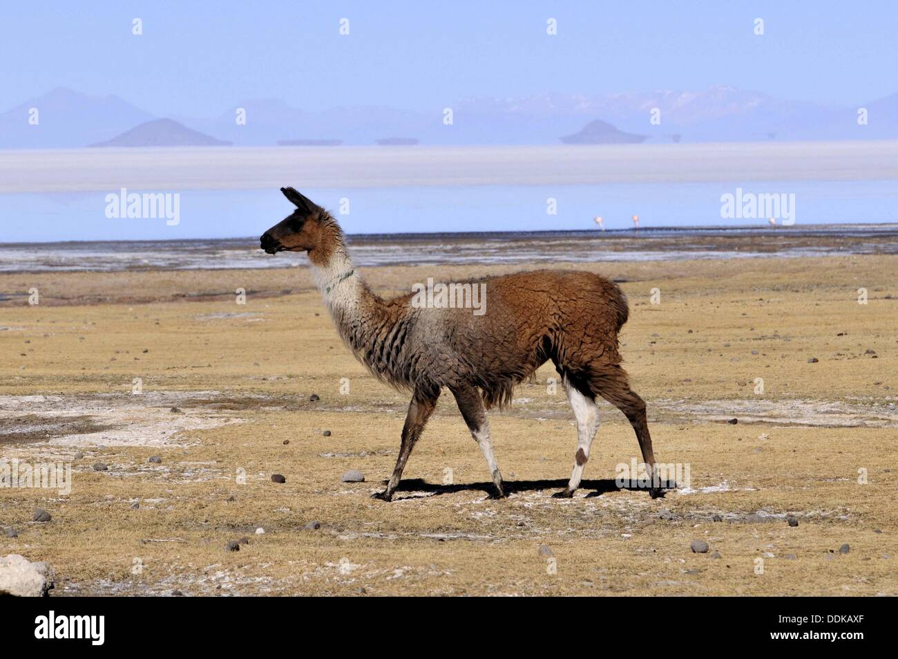 Ungulate genus hi-res stock photography and images - Alamy