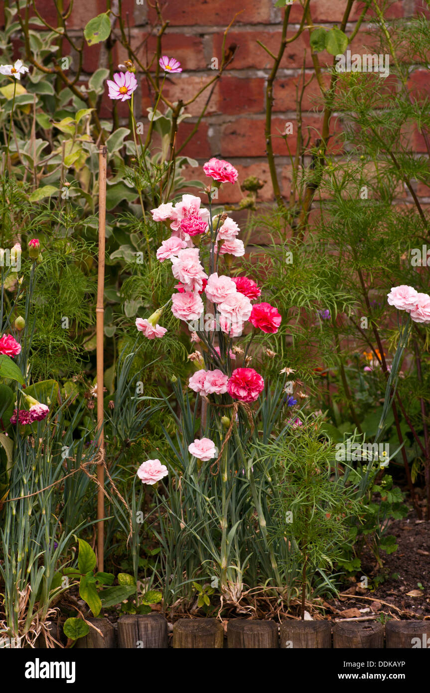 Red Pink and White garden carnations Stock Photo - Alamy