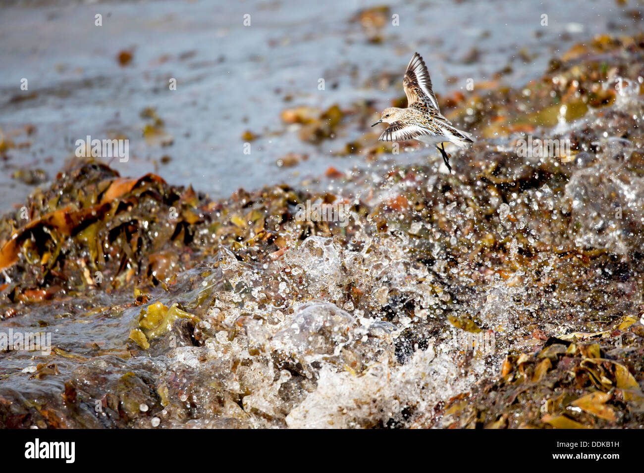 Sanderling wave hopping Stock Photo - Alamy