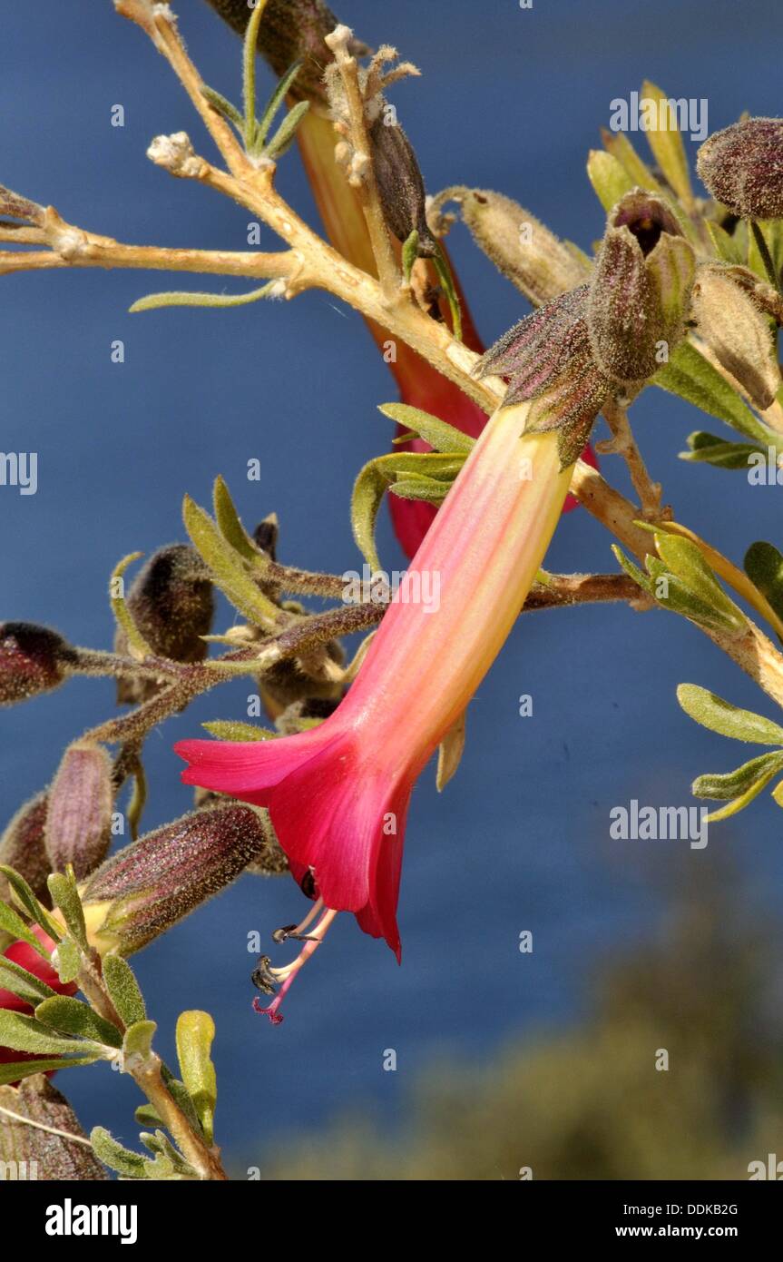 National Flower Of Bolivia Stock Photos & National Flower Of Bolivia ...