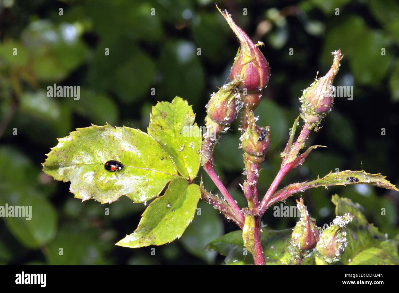 Ladybird aphids rose hi-res stock photography and images - Alamy