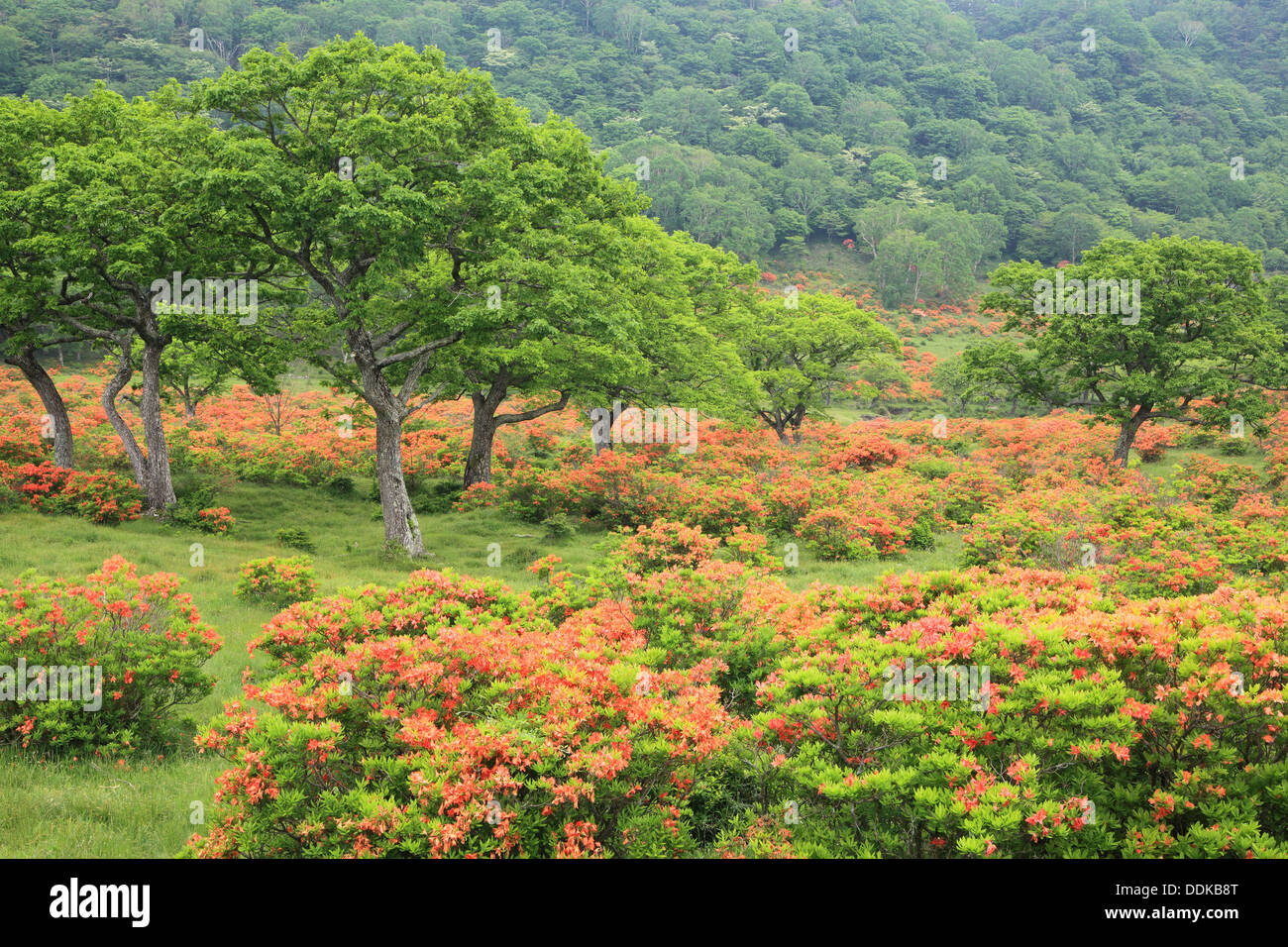 Japanese azalea of Mt. Akagi, Gunma, Japan Stock Photo - Alamy
