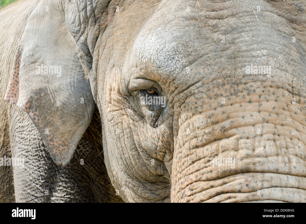 Elephant eye close hi-res stock photography and images - Alamy