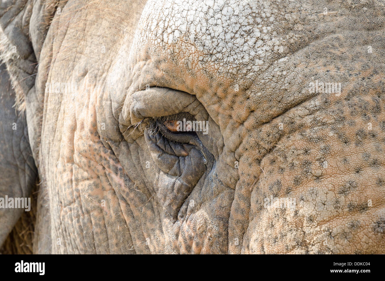 Elephant eye close hi-res stock photography and images - Alamy