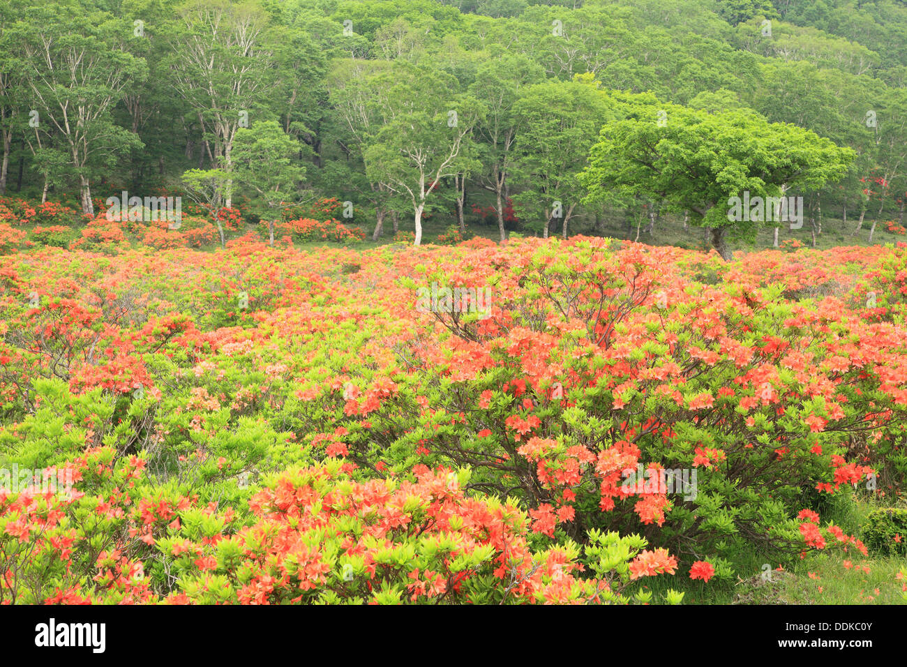 Akagi gunma hi-res stock photography and images - Alamy