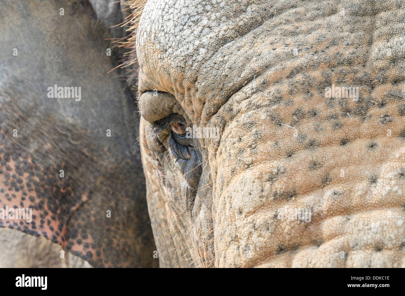 Elephant eye close hi-res stock photography and images - Alamy