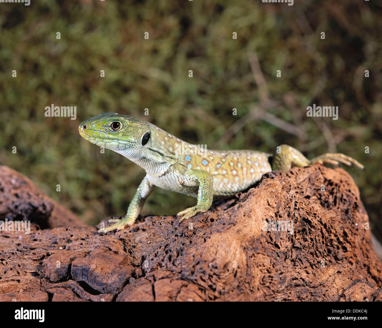 Jewelled lizard lacerta lepida hi-res stock photography and images - Alamy